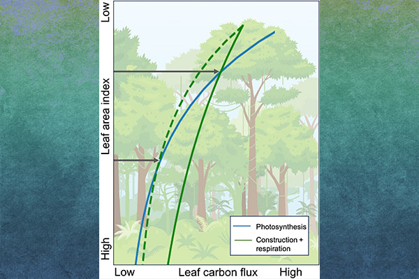 Field-based Canopy Gradients in Leaf Respiration Improve Canopy ...