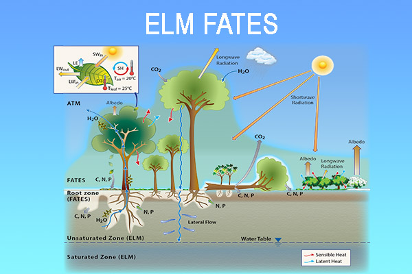 FATES (Functionally Assembled Terrestrial Ecosystem Simulator) Progress ...